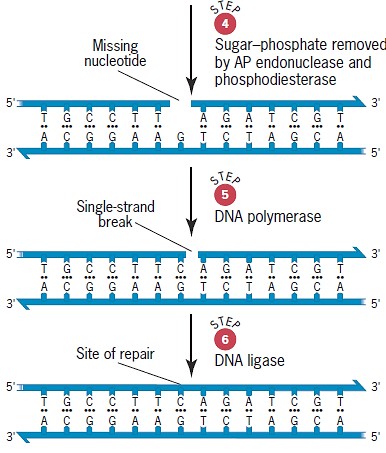 Notes on Genetic Engineering and Biotechnology: DNA Repair Mechanisms ...