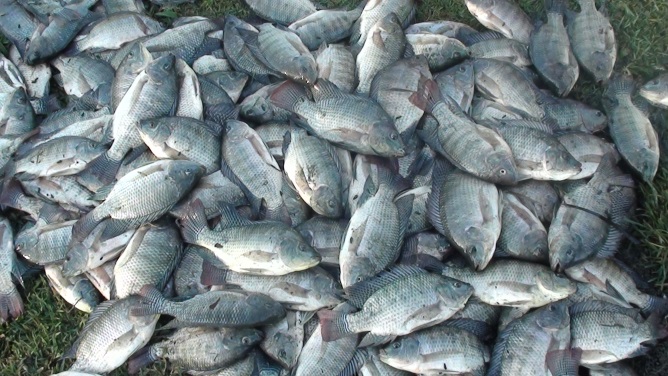 Budidaya Nila Oreochromis Niloticus Di Tambak Suatu Alterrnatif