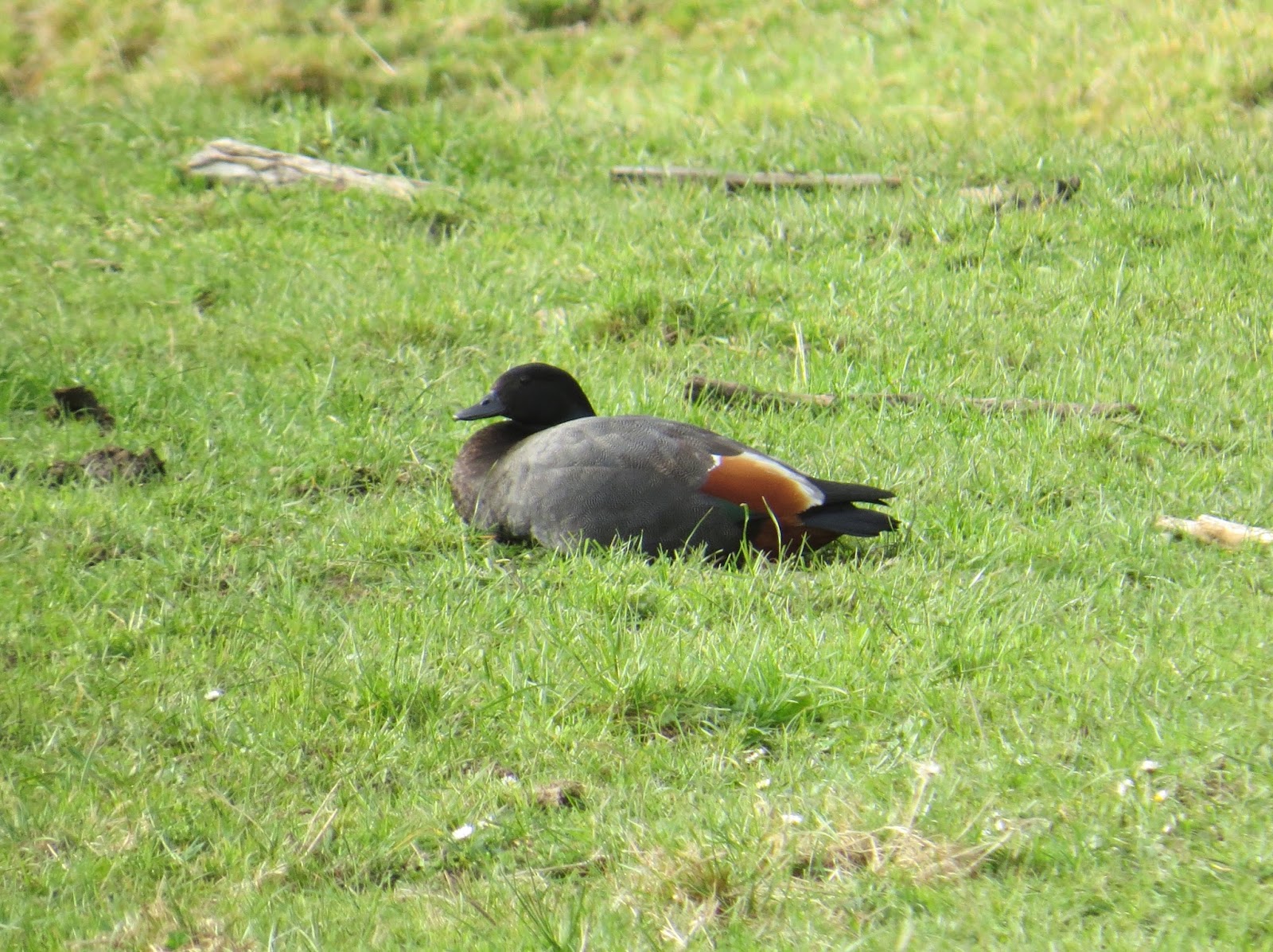 Jocees Farm: Found! Missing duck!