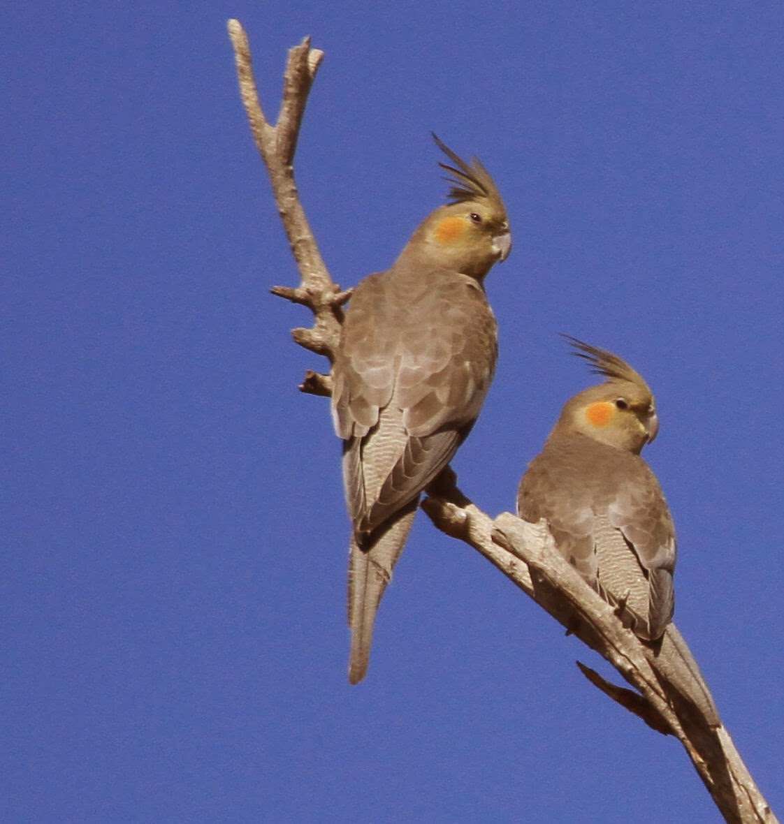Richard Waring's Birds of Australia: Docker River Zebra Finches ...