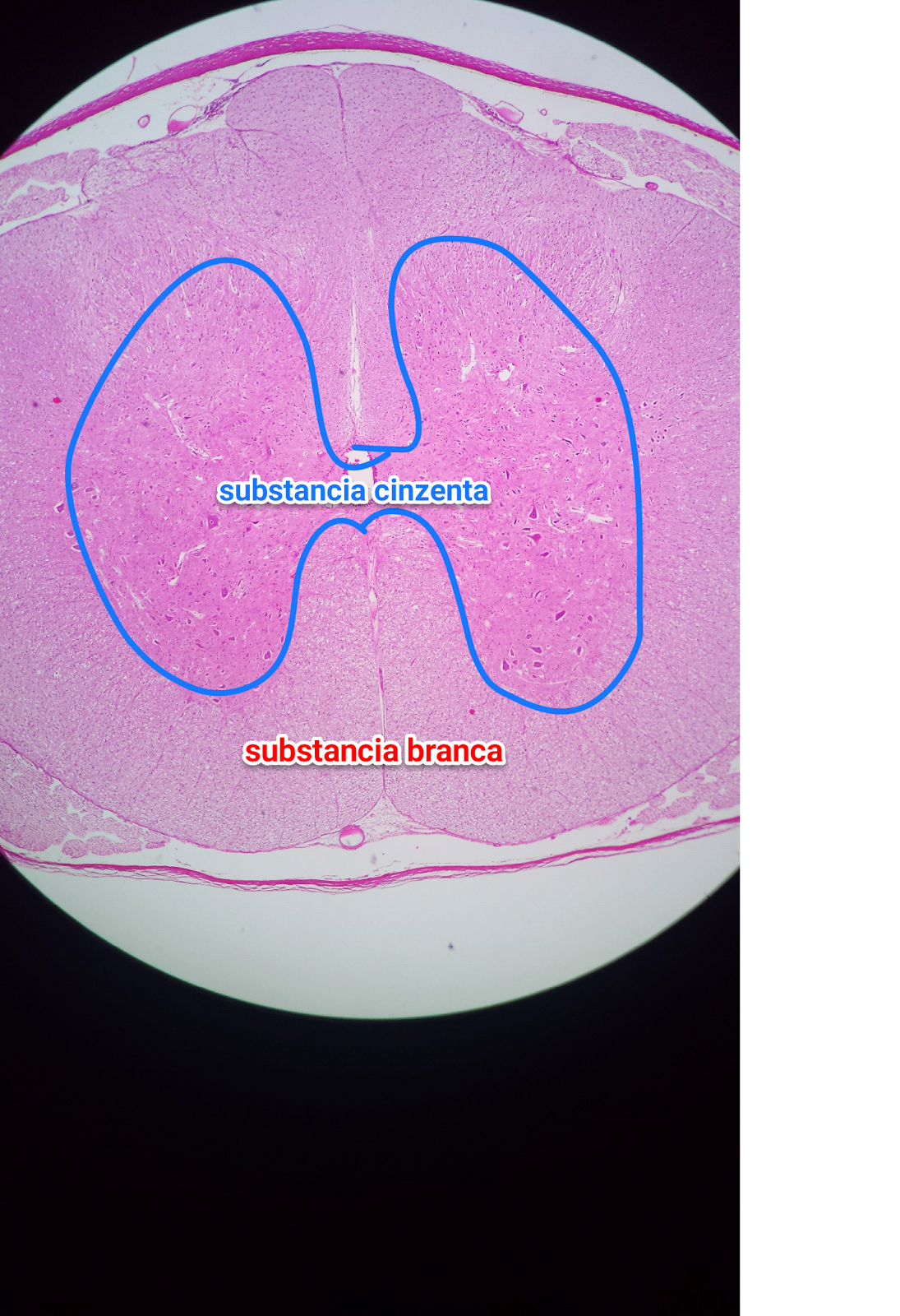 HISTOLOGIA90: HISTOLOGIA DO SISTEMA NERVOSO