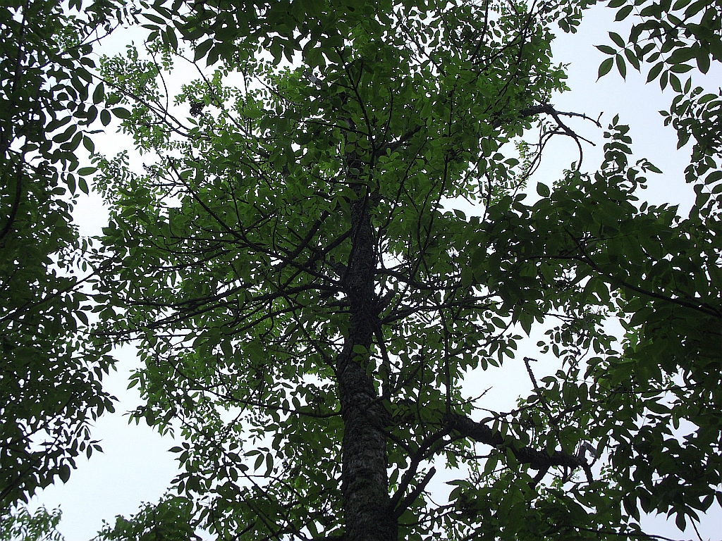 American Grouch: Useful Trees & Shrubs of the North Woods (A Five Part ...