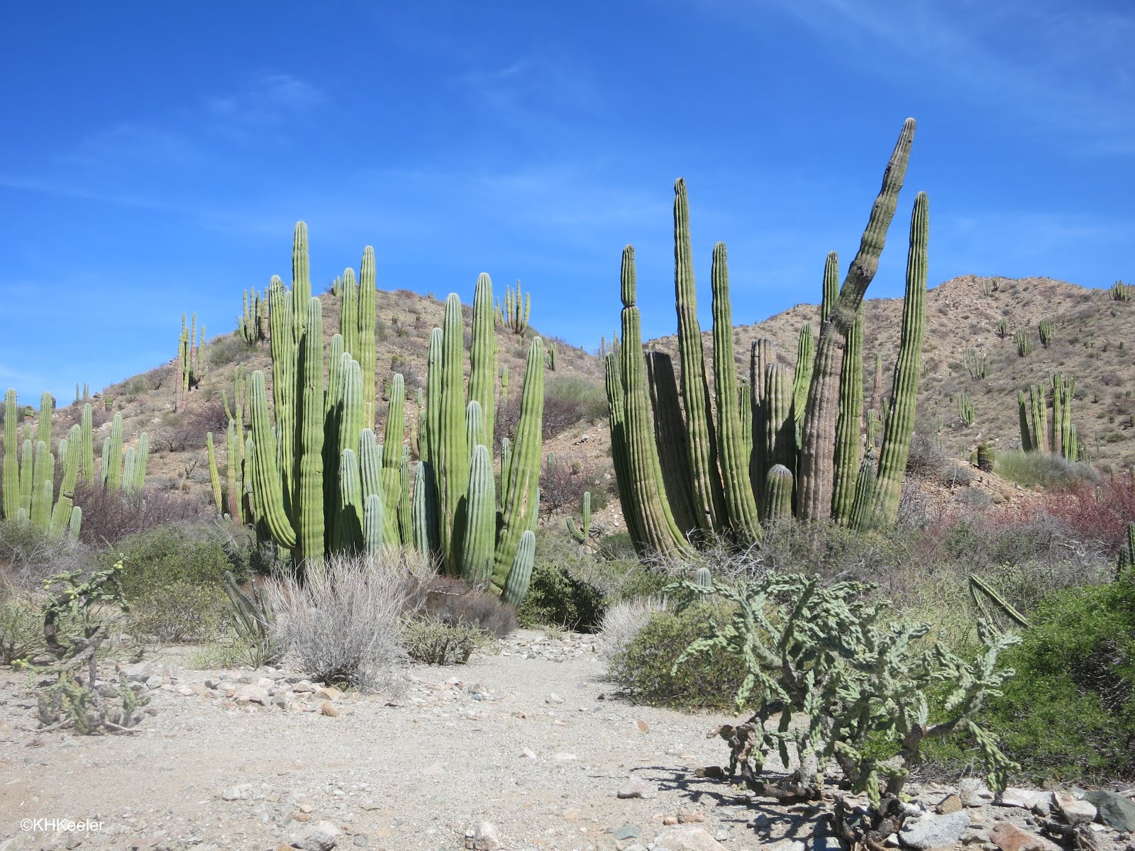 A Wandering Botanist: The Cactus Family, Cactaceae