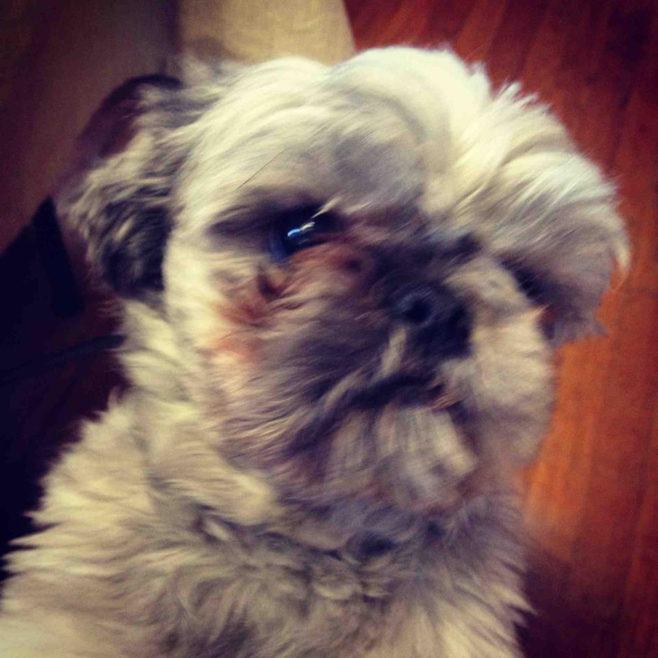 Missing Small Dog Alert: REUNITED ~ IL, Chicago (West Palmer St & North ...
