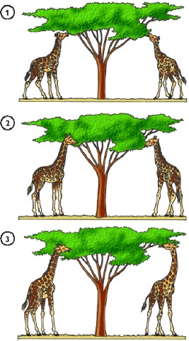 Ciència al Carrer: El Lamarckisme: primeres idees evolucionistes