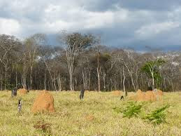 Ciencias Naturales: Selva Seca.