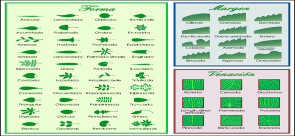 PLANT FAMILIES OF PUERTO RICO AND FLORIDA PAPO VIVES: HOJAS 2