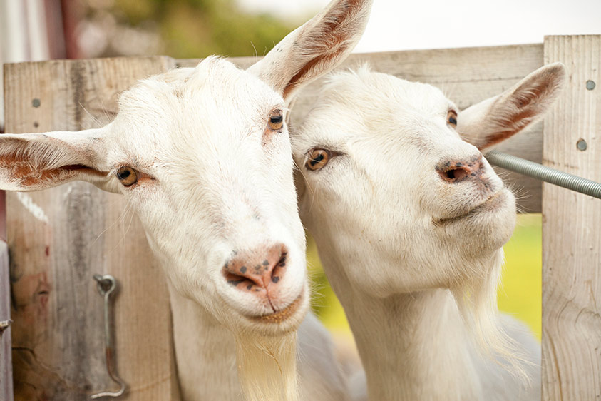 Barbara O'Brien Photography News: THE GOODNESS OF GOATS