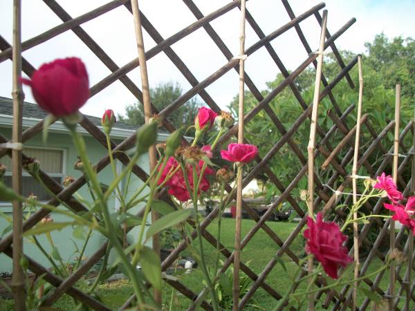 ZafuChi: Louis Philippe Roses