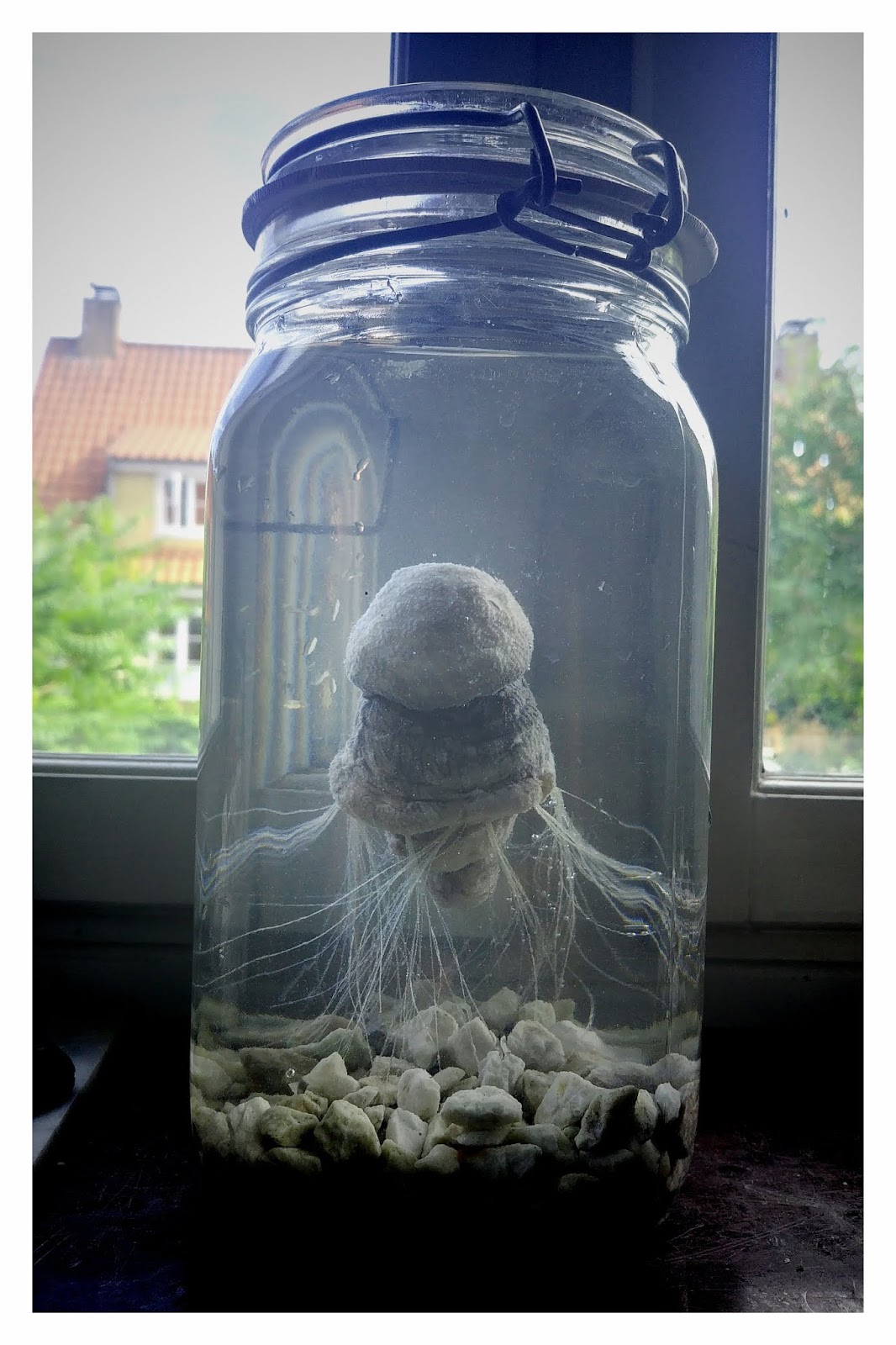 Brodmann´s Områder