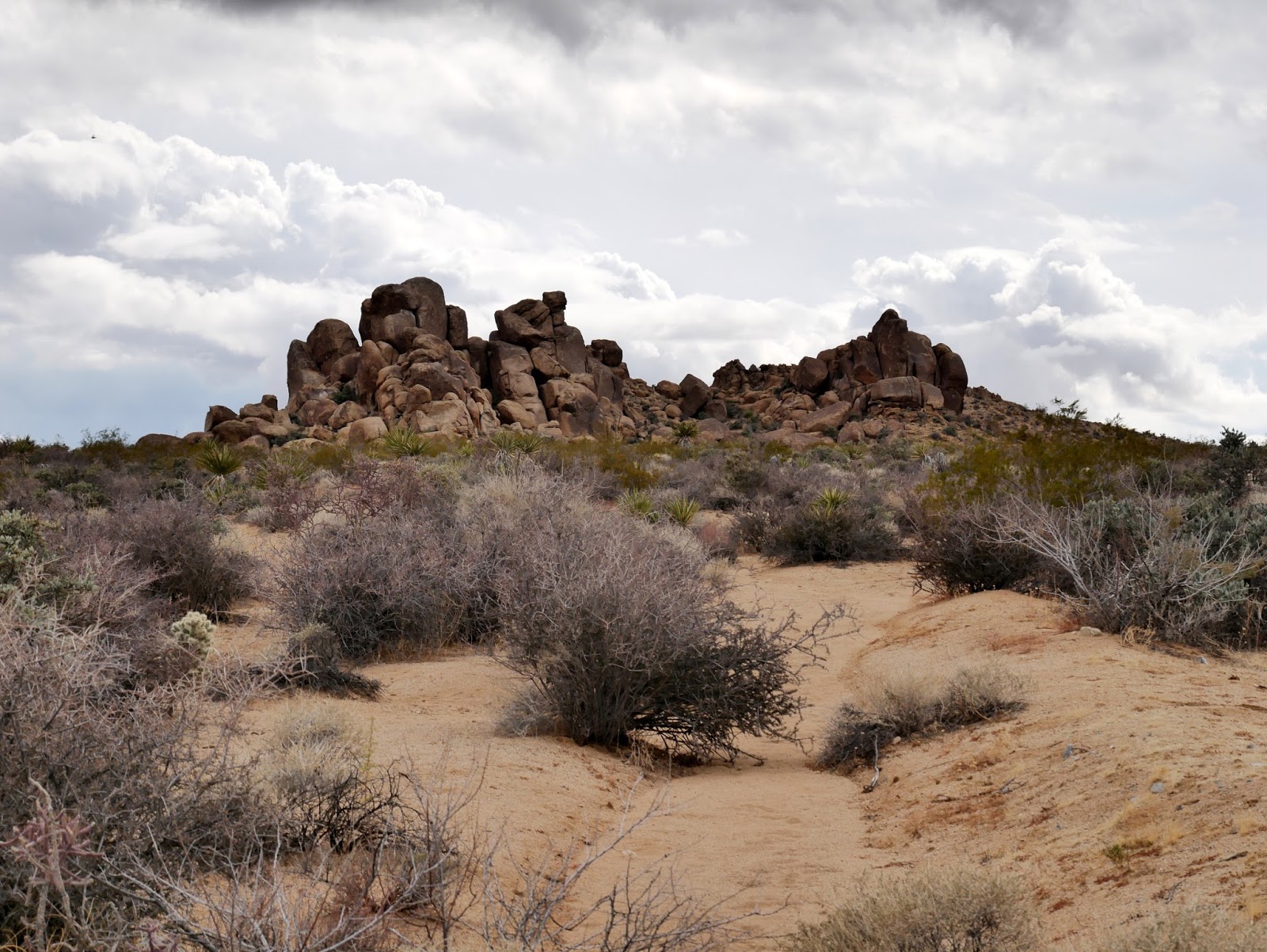 American Travel Journal: Pinto Basin Road - Joshua Tree National Park