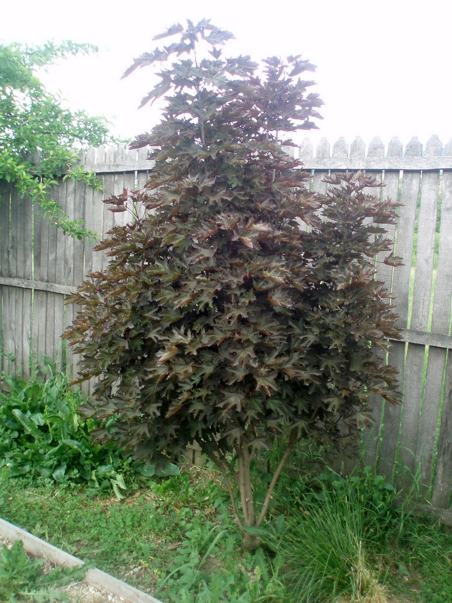 Blogul Simonei: Arțar canadian. Retrospectivă 1