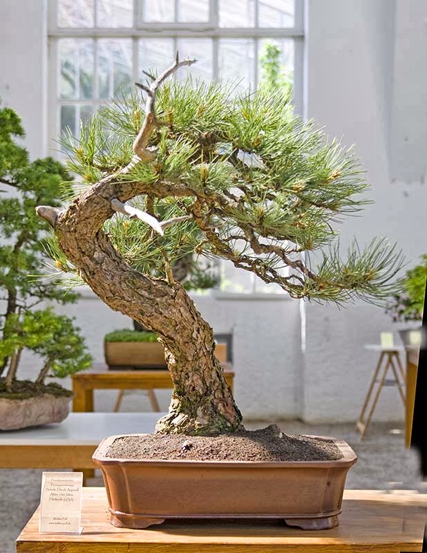 Walter Pall Bonsai Adventures: Ponderosa pine #3
