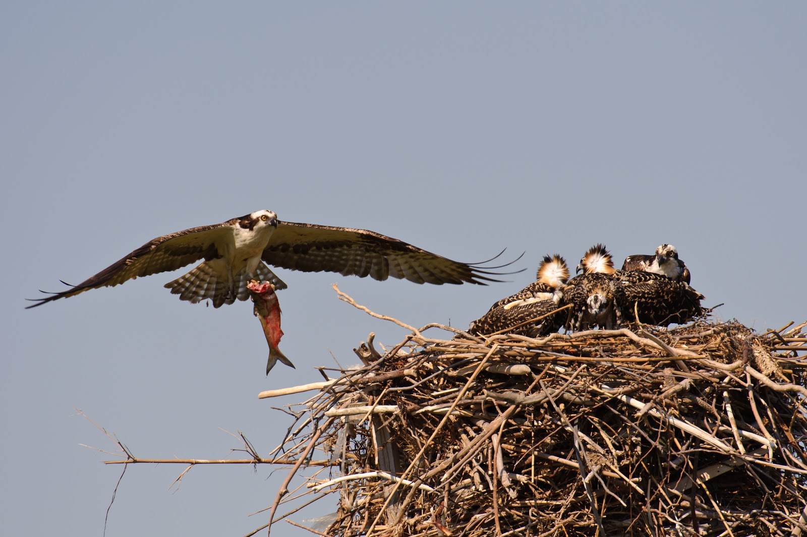 Birding Is Fun!: Birder Profile: Vincent Mistretta