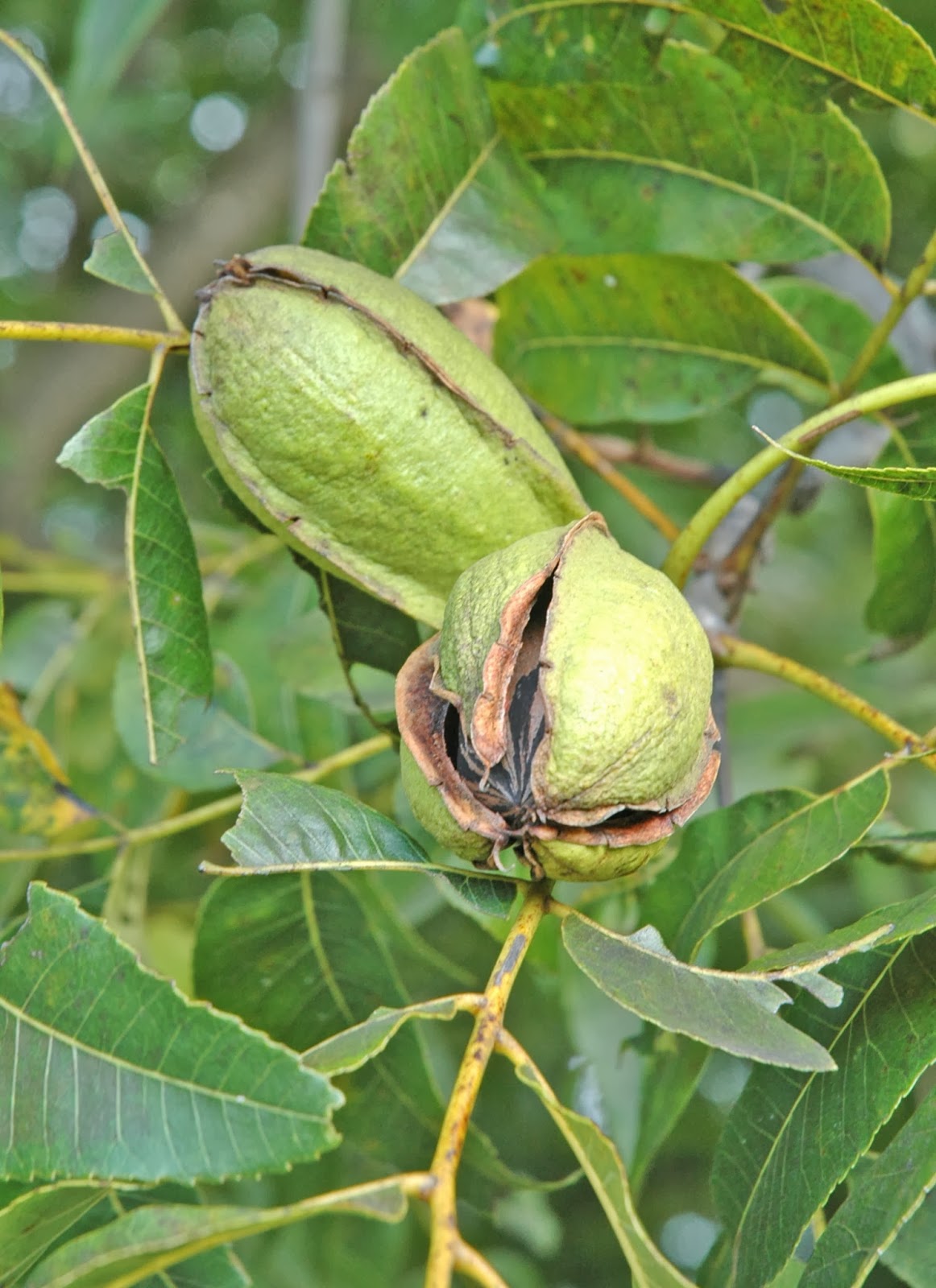 Northern Pecans: Pecan cultivars ripening by October 21