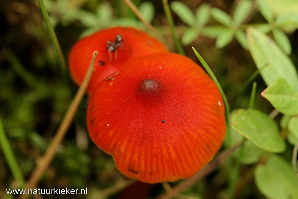 De Blinkerd op een mooie zomerdag