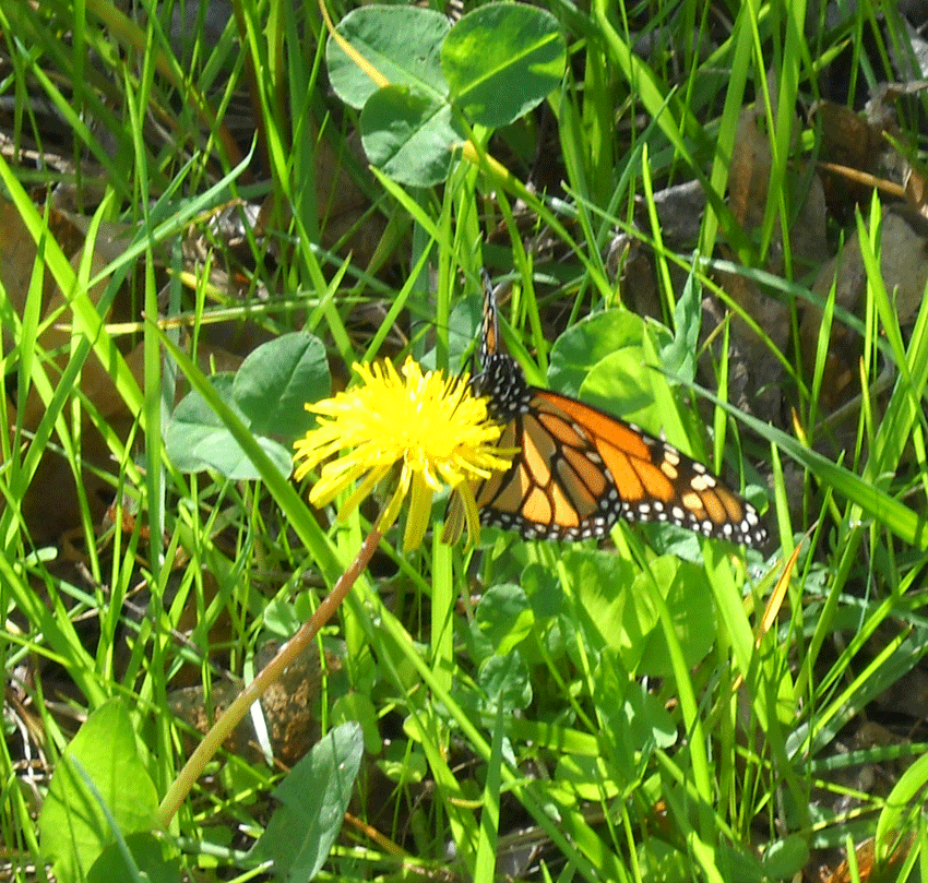peacock blue: from the sublime to the ridiculous