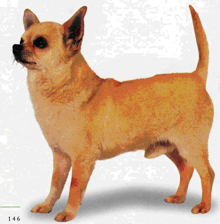 K R U H Y: Populárne druhy psov IV.