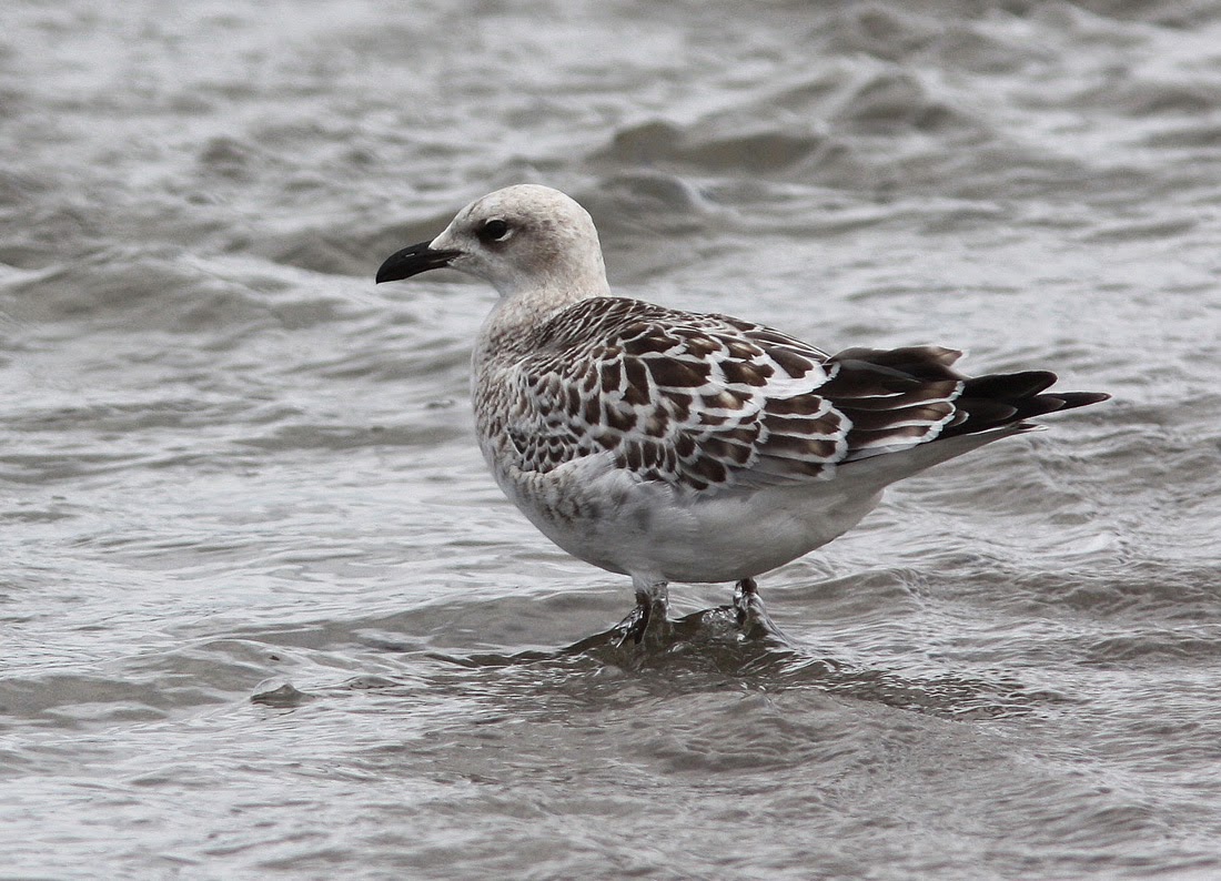 Kerry Birding: Juv. Med. Gull