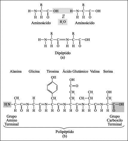 trabajos de biologia : Identificacion de Biomoleculas