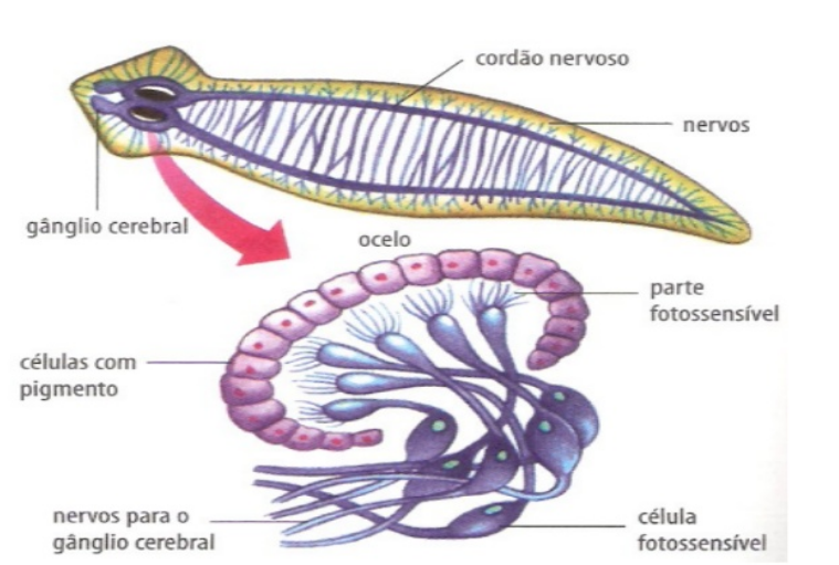 Natureza de mármore: Planárias | Anatomia do Sistema Nervoso e Sensorial
