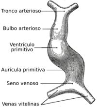 Histo Embriologia : Embriologia del Sistema Circulatorio