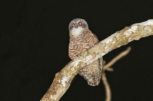 Tierra de lechuzas, búhos, mochuelos, autillos, cárabos: Ninox de Sumba ...