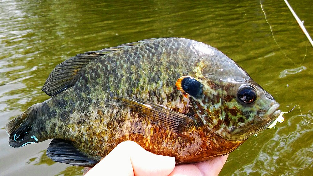 The Pond Guru: Ride The Bull Bream!