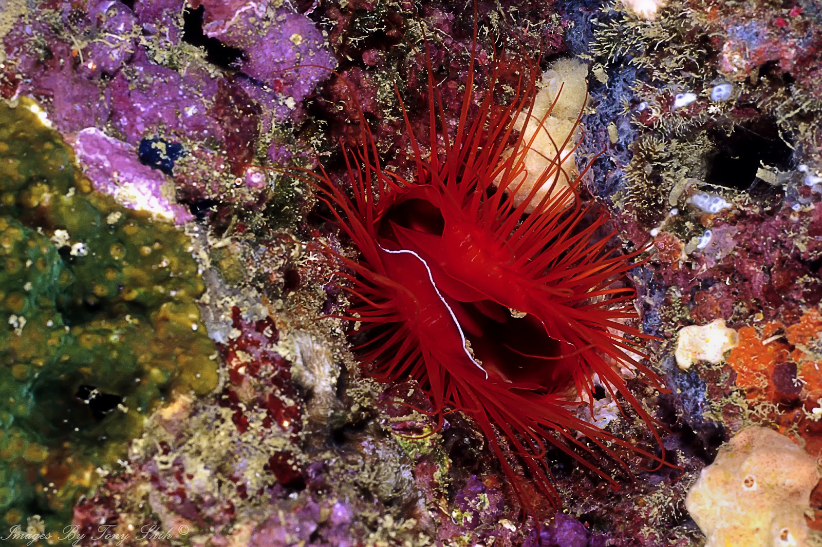 Real Monstrosities: Flame Scallop