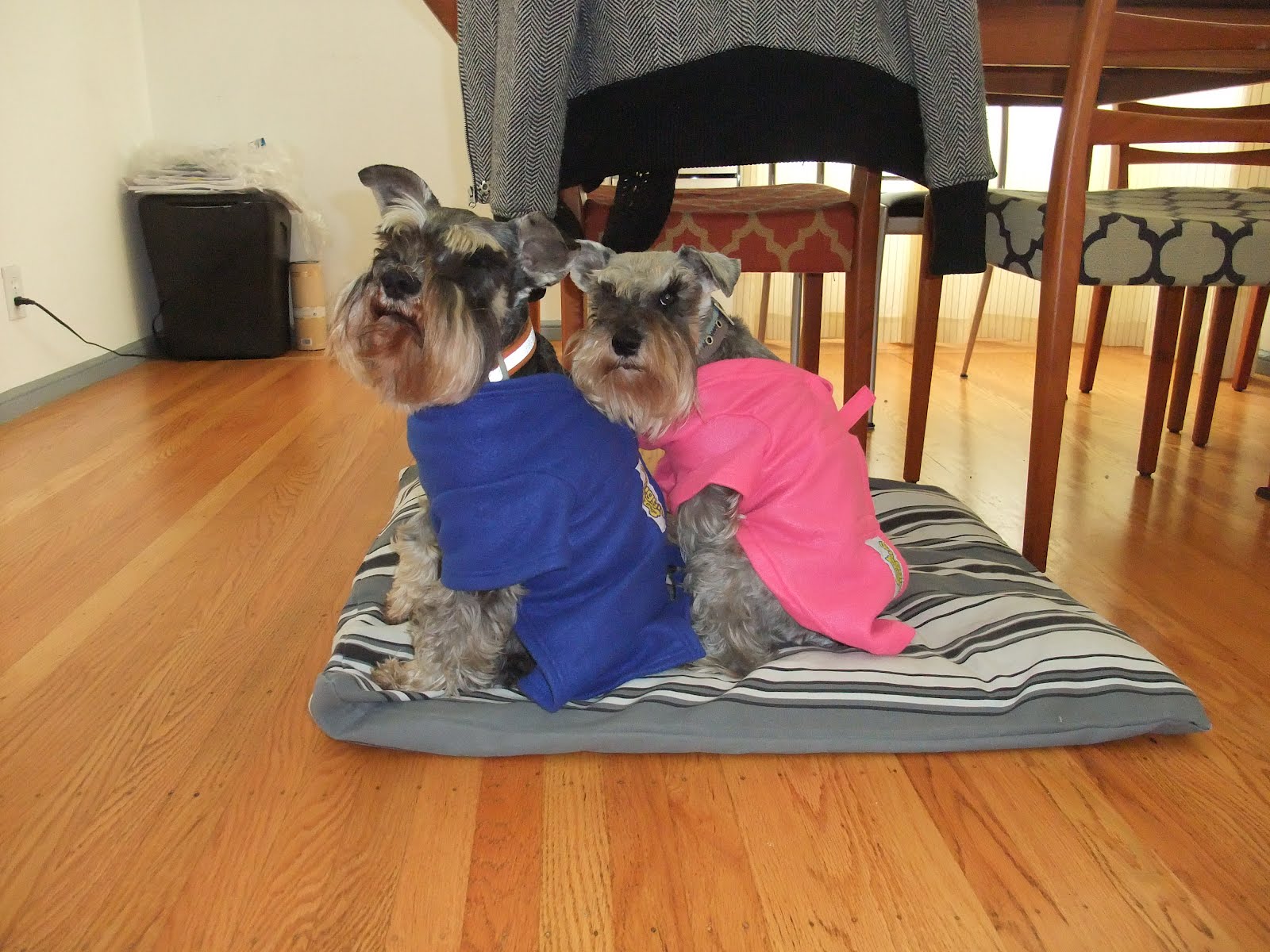 Fear the Beards: Did you know Snuggie makes a collection of Dog Snuggies?