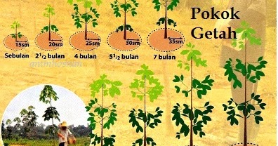 Jenis Tanah Di Kawasan Pokok Getah - historyploaty