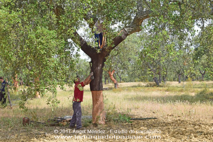 El proceso de extracción del CORCHO en los ALCORNOQUES