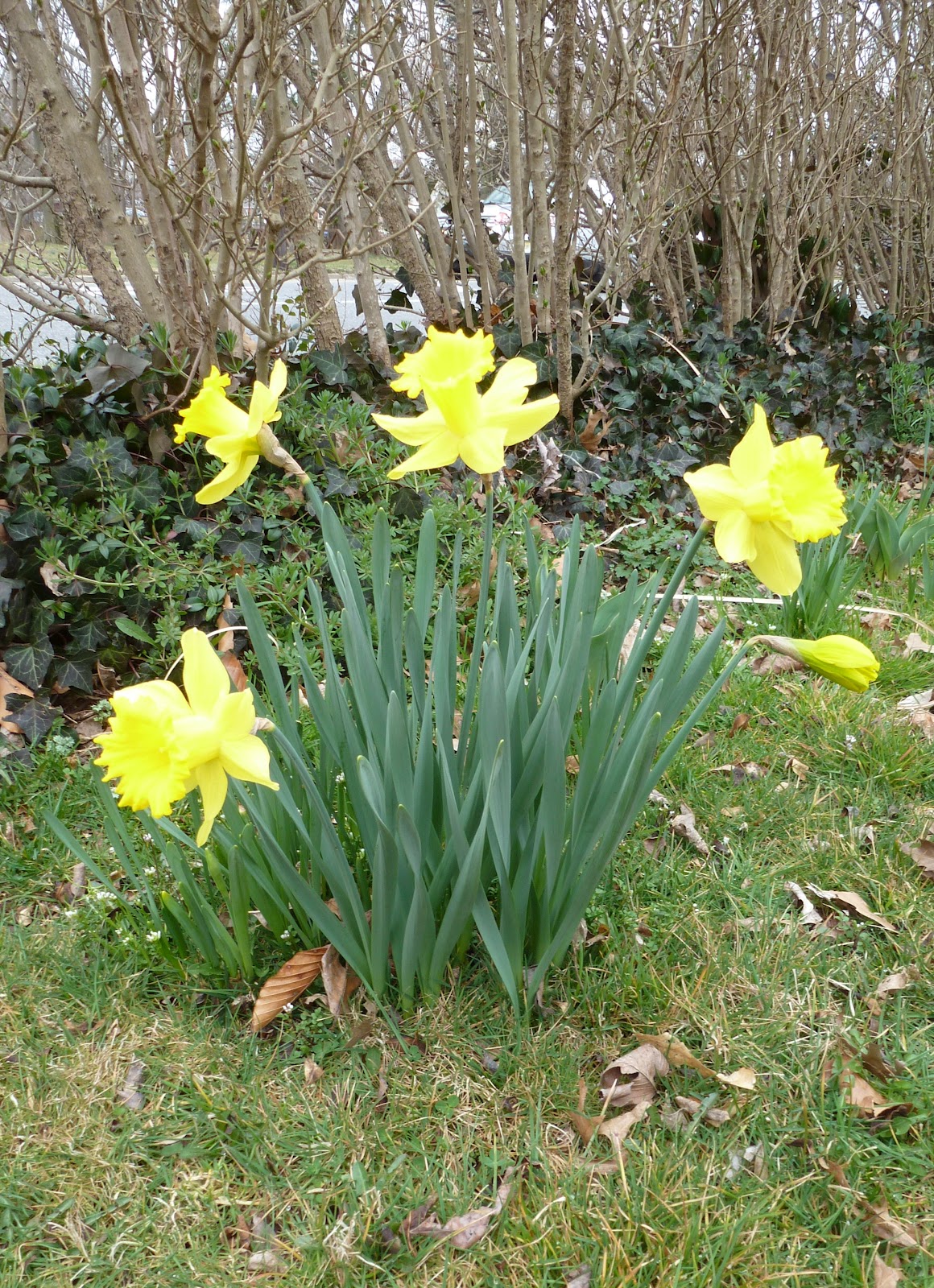 Jarvis House: Early Spring 2012 Flowers in the Jarvis House Garden