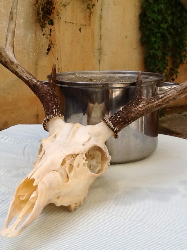 Darcy: DIY Bleached Deer Skull
