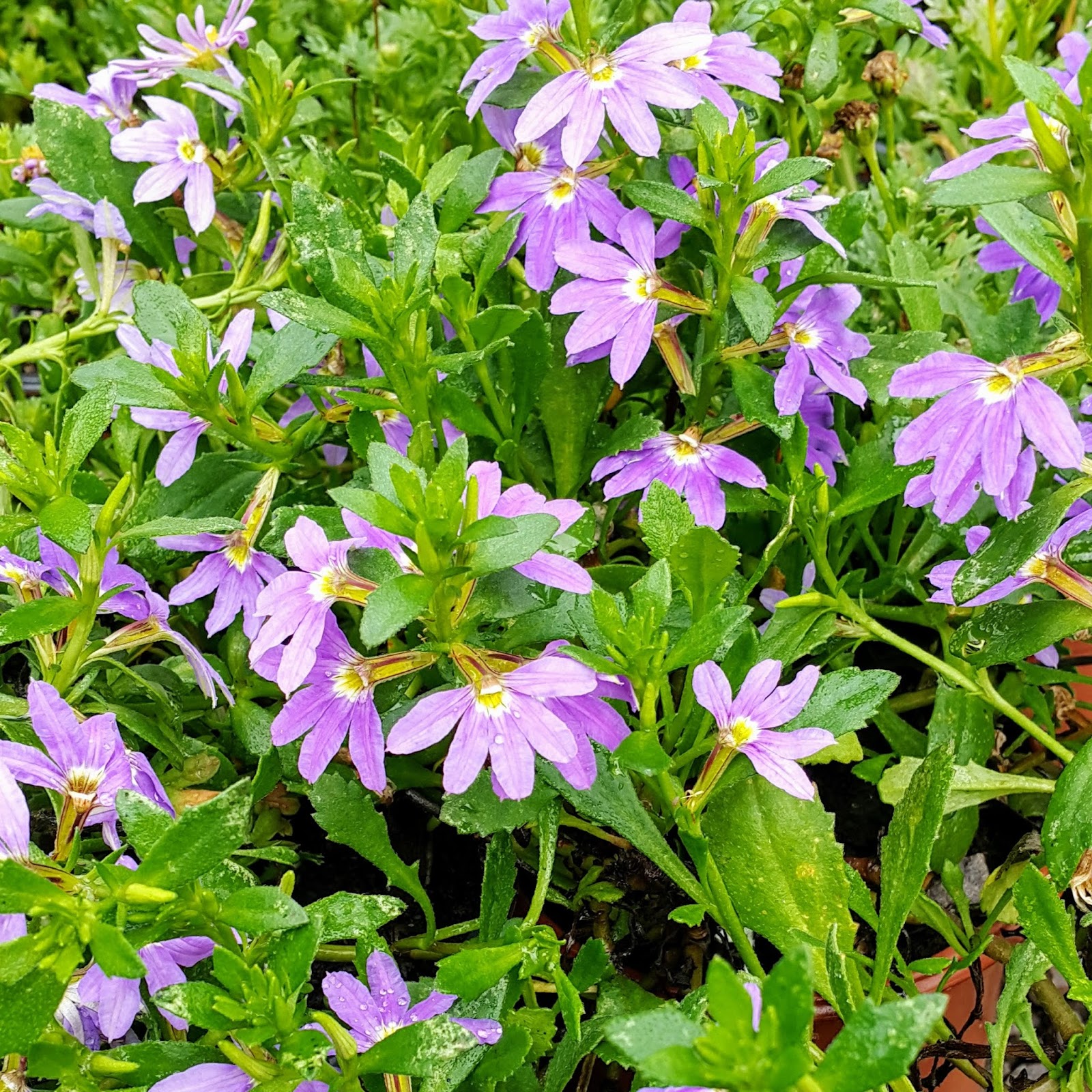 "Verdade//aspas" : 👪 Goodeniaceae (Scaevola saligna)