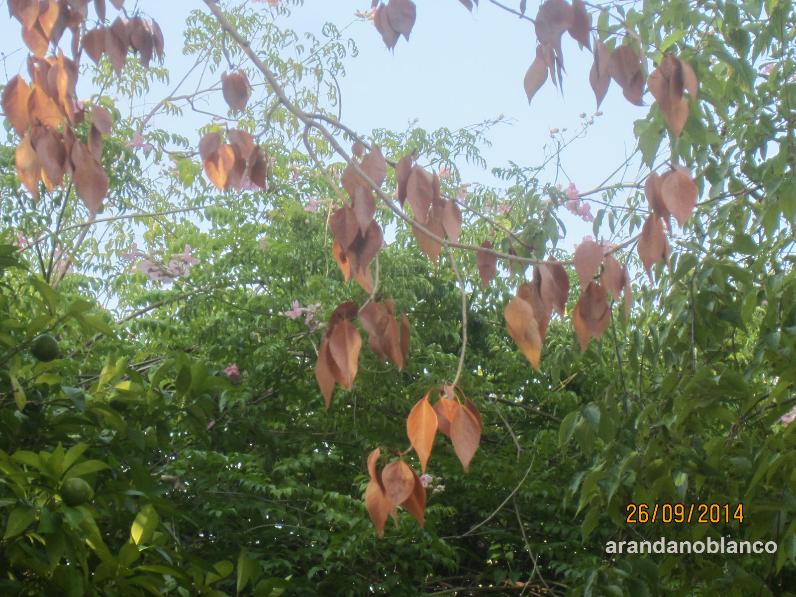 elarbolmiamigo-encinarosa: Populus simonii / Chopo simoni / Chopo de ...