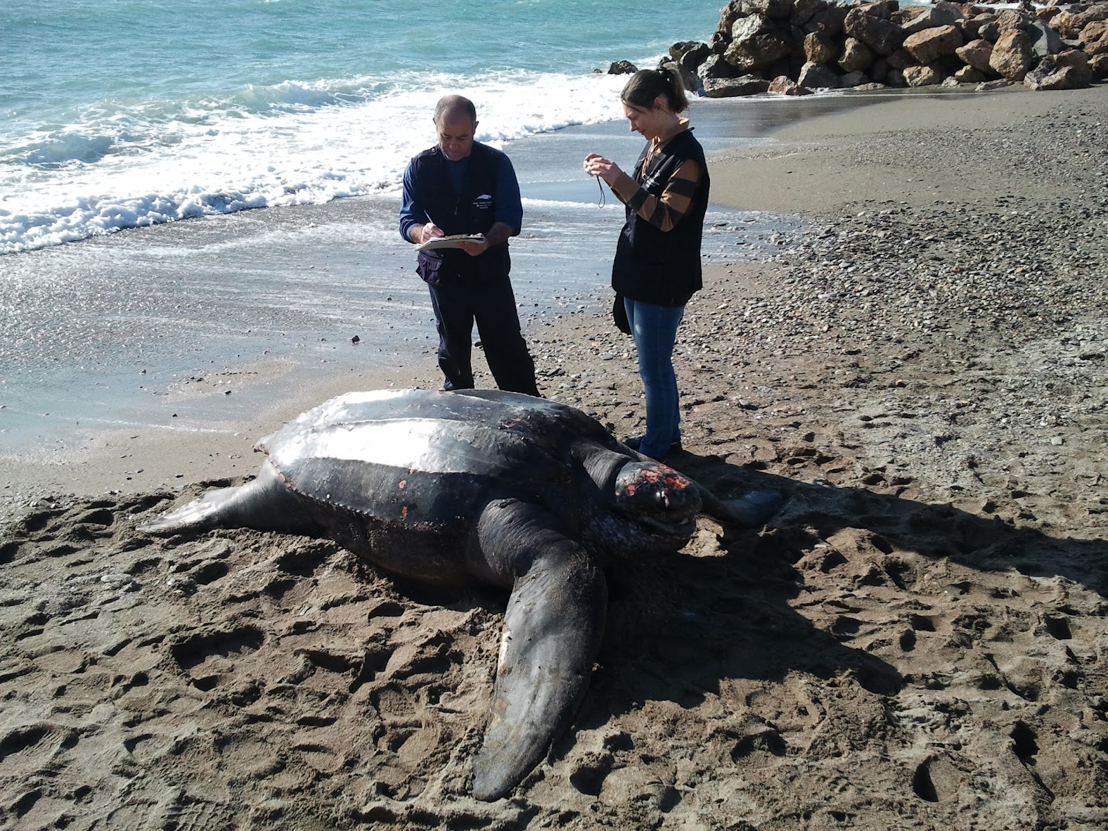 Supervivencia ef: Tortuga Laúd (Dermochelys coriacea)