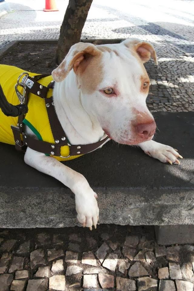 Amazing dog rescue (35 pics) | Amazing Creatures