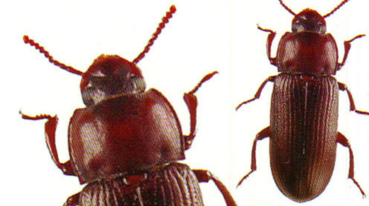 MANFAAT SEMUT JEPANG DAN CARA BUDIDAYA