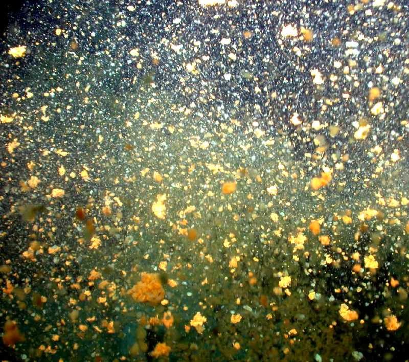 To Infinity And...In Theory: Livin' Life to the Extremophile ...