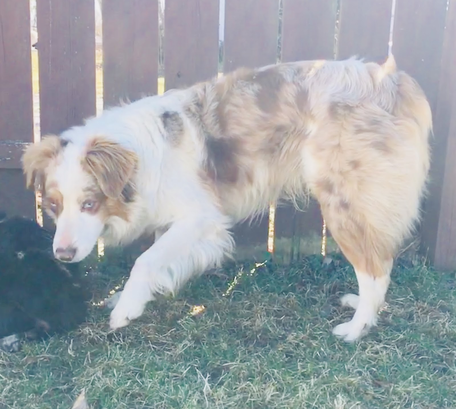 Little Bear Swamp Farm: RASCAL- Sire of Spectacular