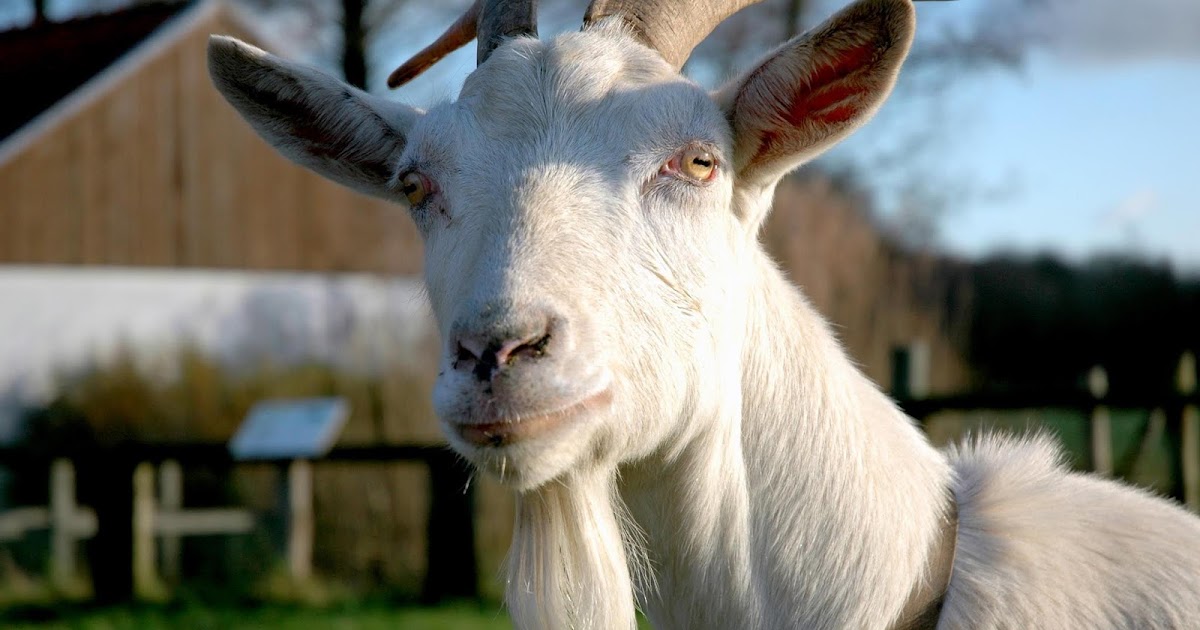 Goat Diarrhea (loose motion) Treatment (Hindi) - Goat Farming