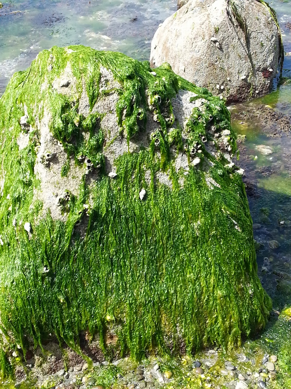 Scavenger Hunt : green algae