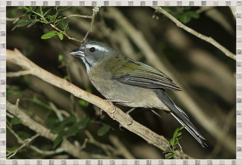 TRINCA-FERRO(Saltator similis)BIO