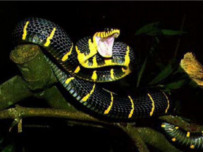 jenis - jenis ular di indonesia - limajempol