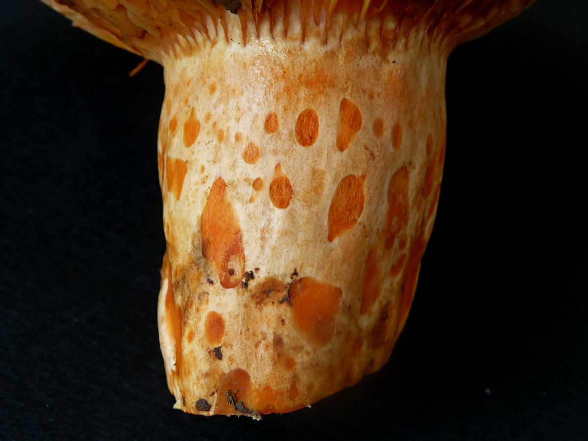 r o b i n 's y a r d: Lactarius