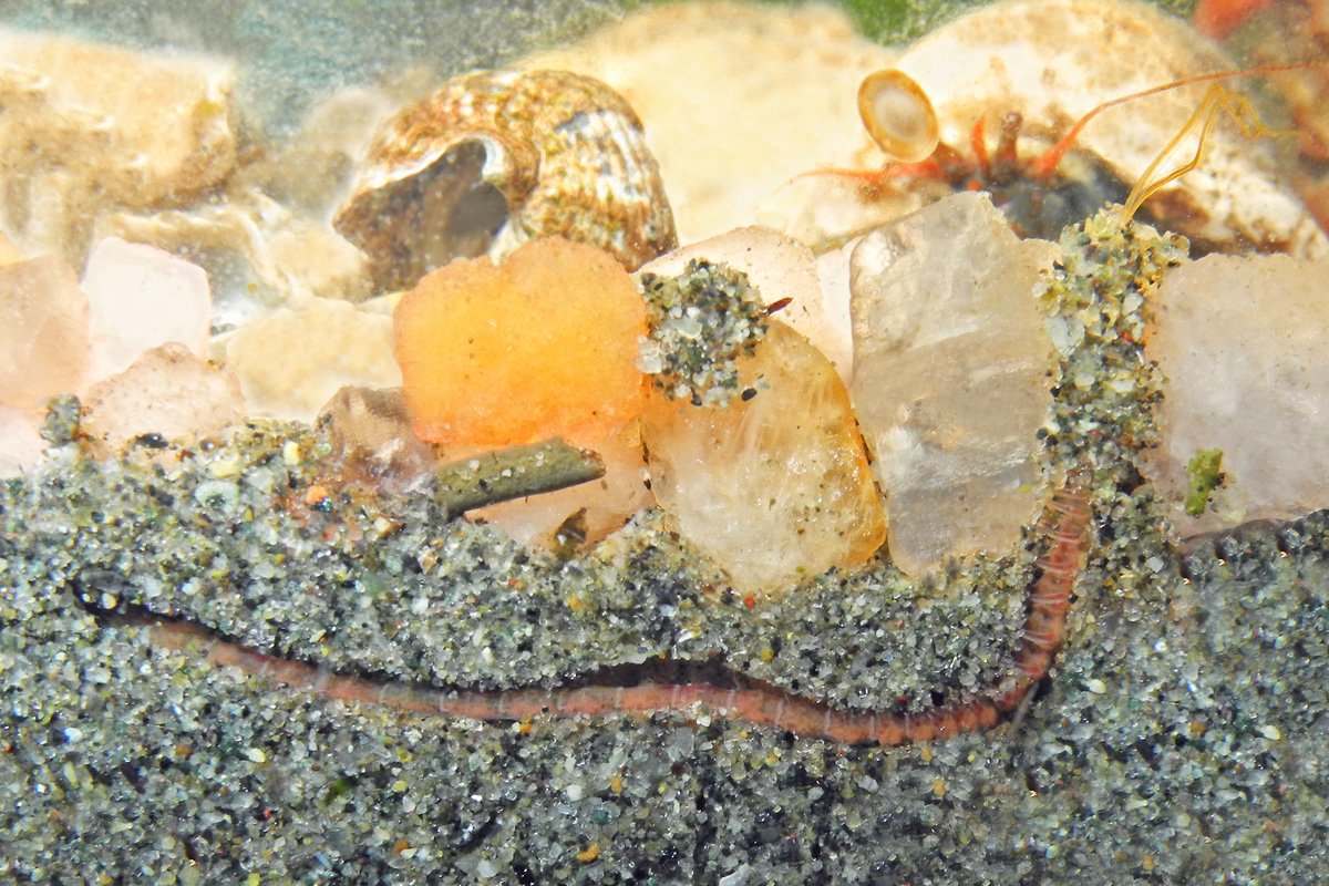 Wanderin' Weeta (With Waterfowl and Weeds): Spying on Spio