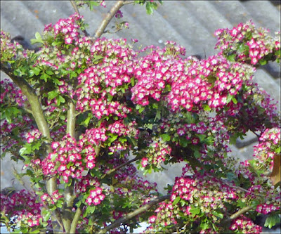 Wild and Wonderful: June 2015