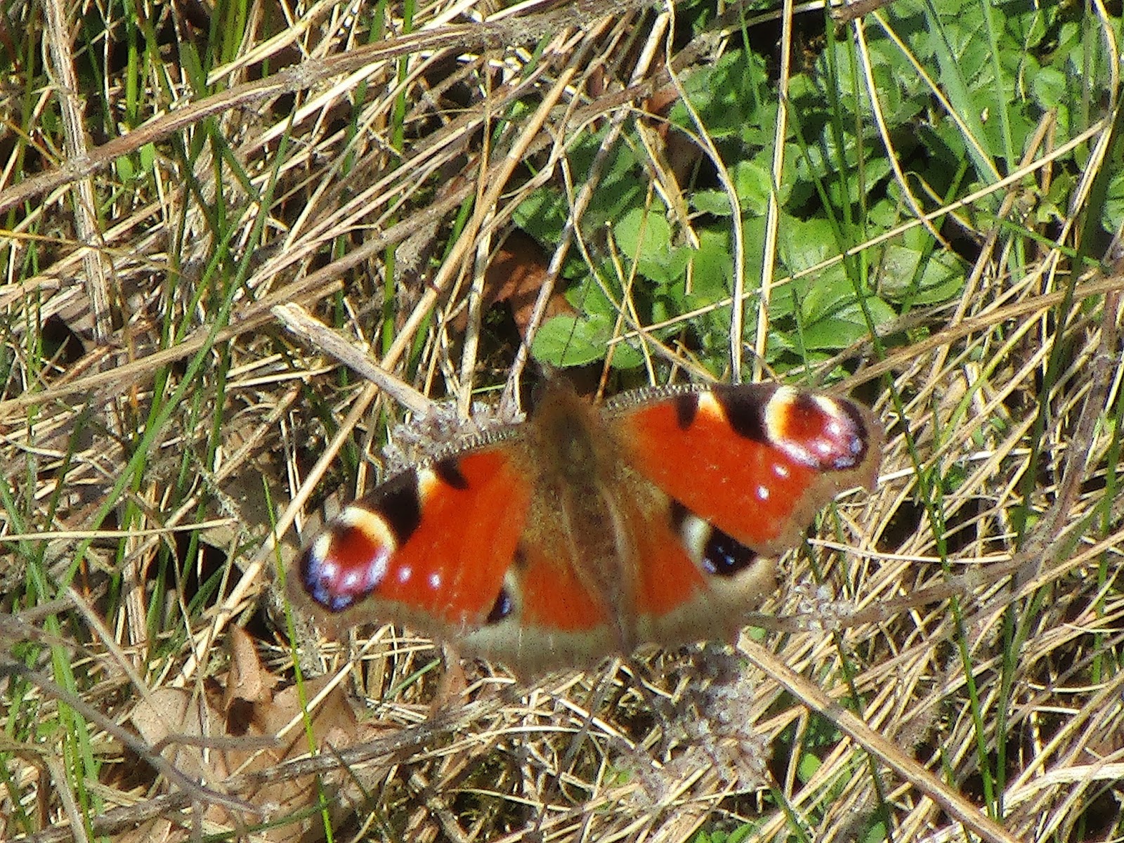 joachimartist: butterfly hunt