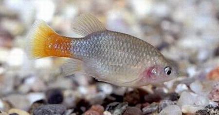 All of Xenotoca eiseni aquarium fish maintenance, nutrition ...